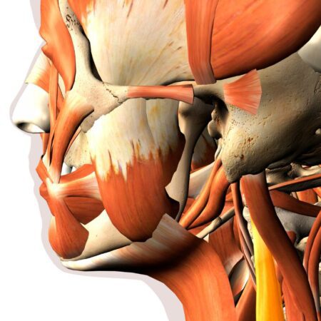 Anatomy and Physiology for the Jaw - Evidence for Exercise